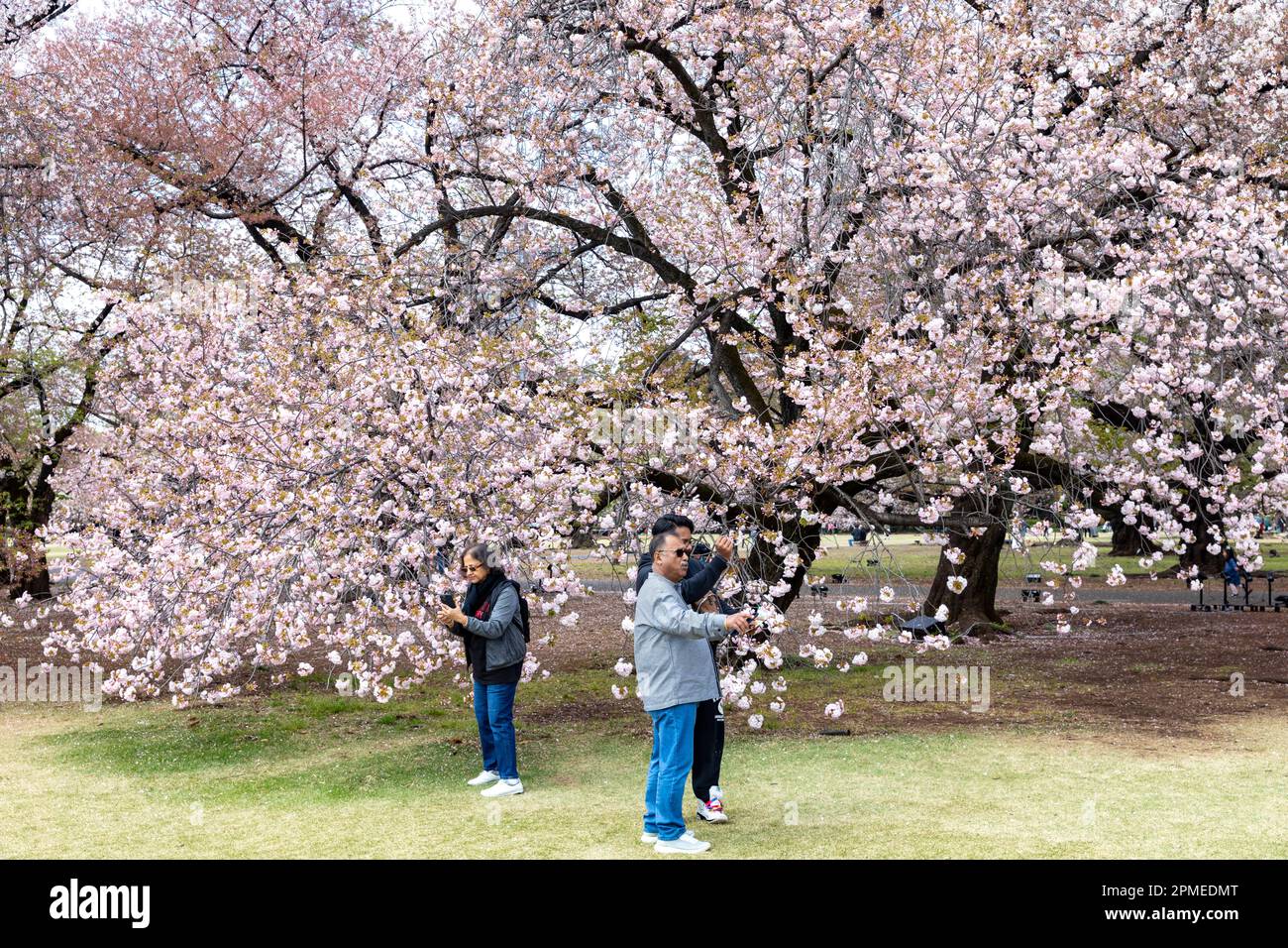 Tokyo Japan 2023, cherry blossoms sakura flowering in Shinjuku Gyoen ...