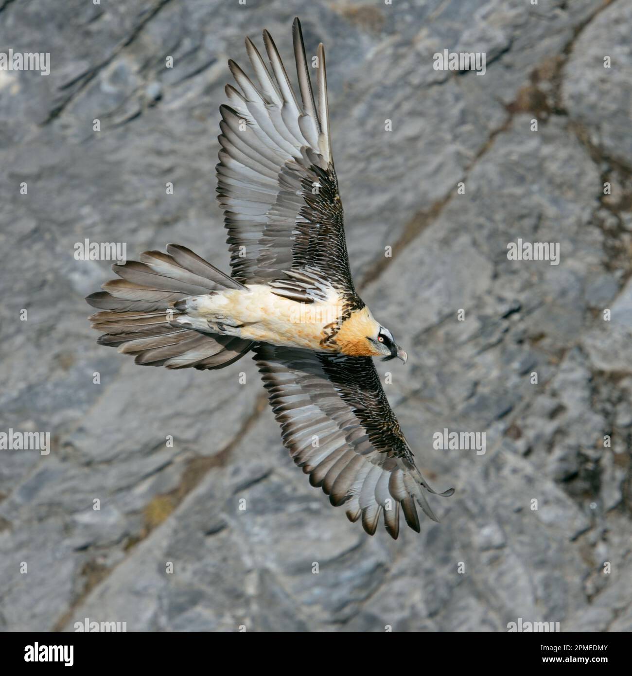Bearded vulture flies edge mountain hi-res stock photography and images ...