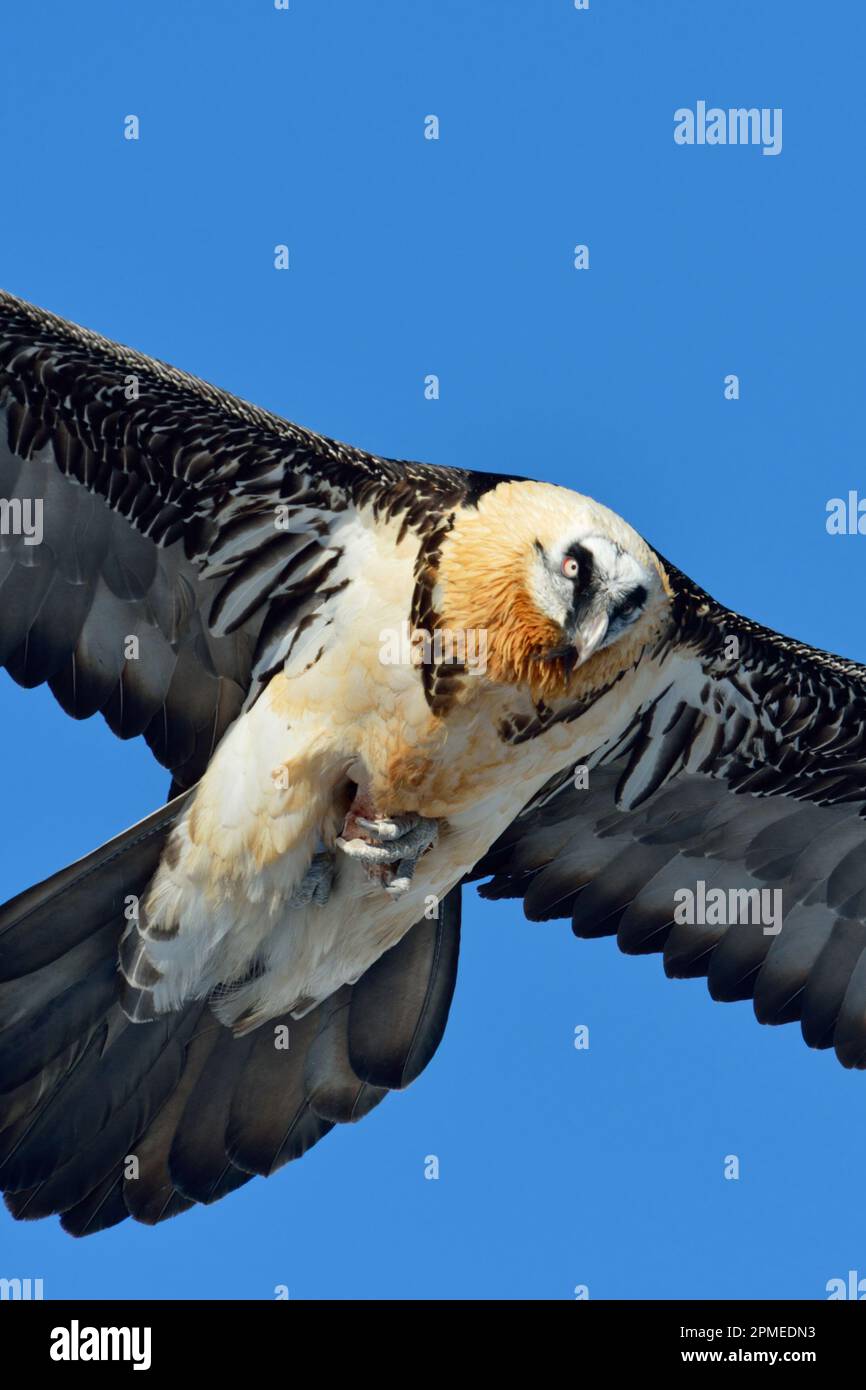 Bearded Vulture / Bartgeier / Laemmergeier ( Gypaetus barbatus ...