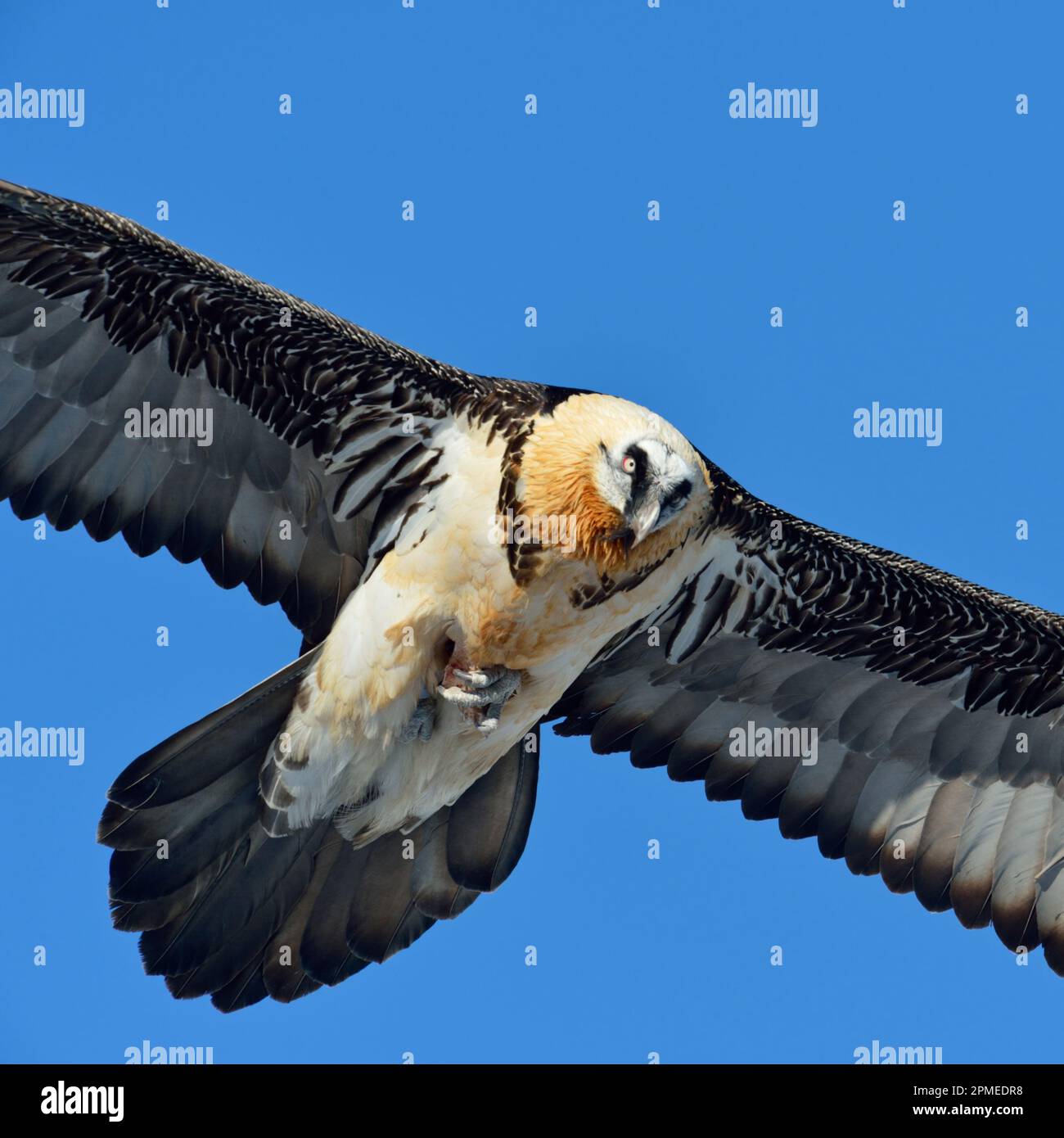 Bearded Vulture / Bartgeier / Laemmergeier ( Gypaetus barbatus ...