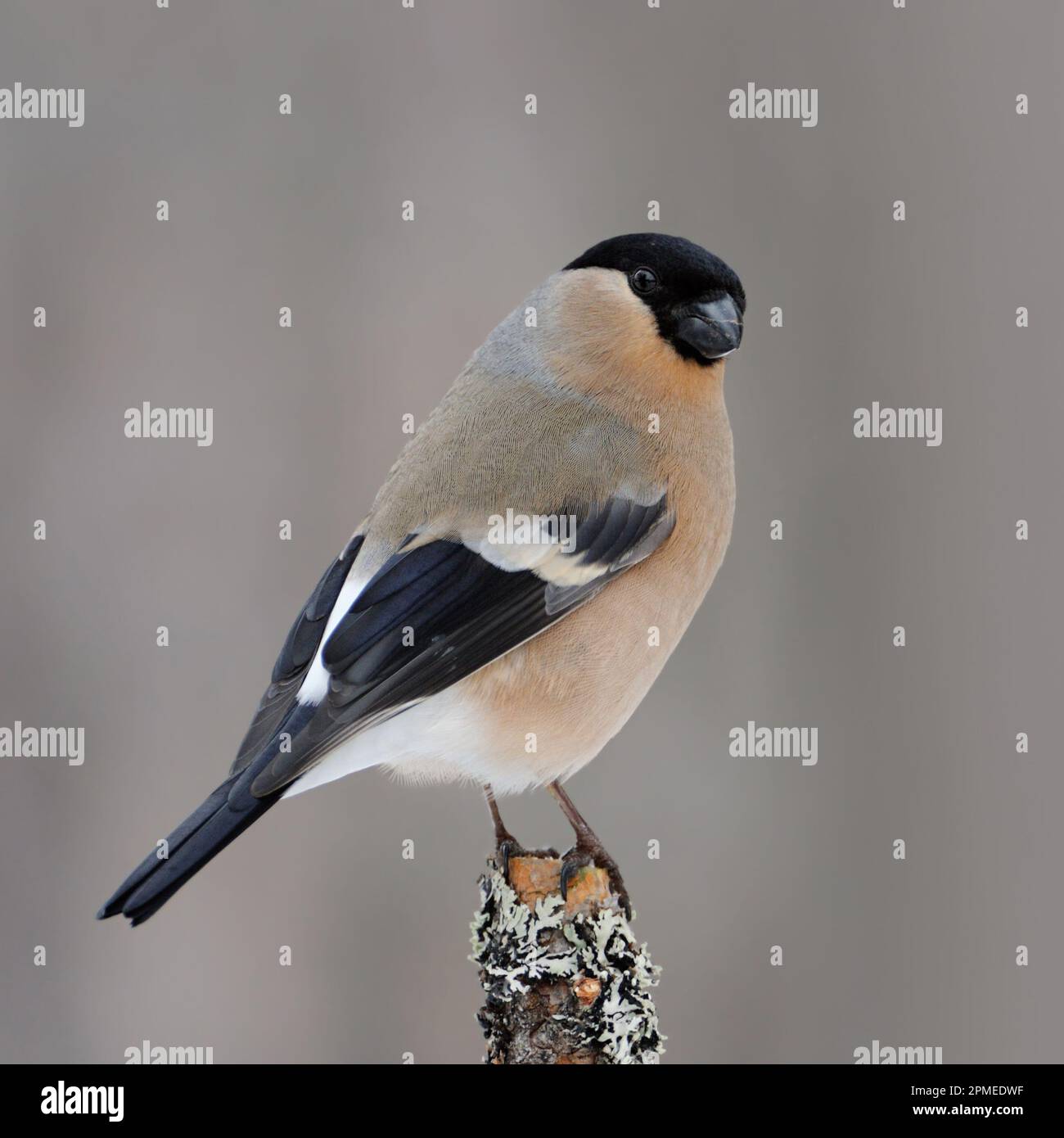 Eurasian Bullfinch / Gimpel / Dompfaff ( Pyrrhula pyrrhula ), female ...