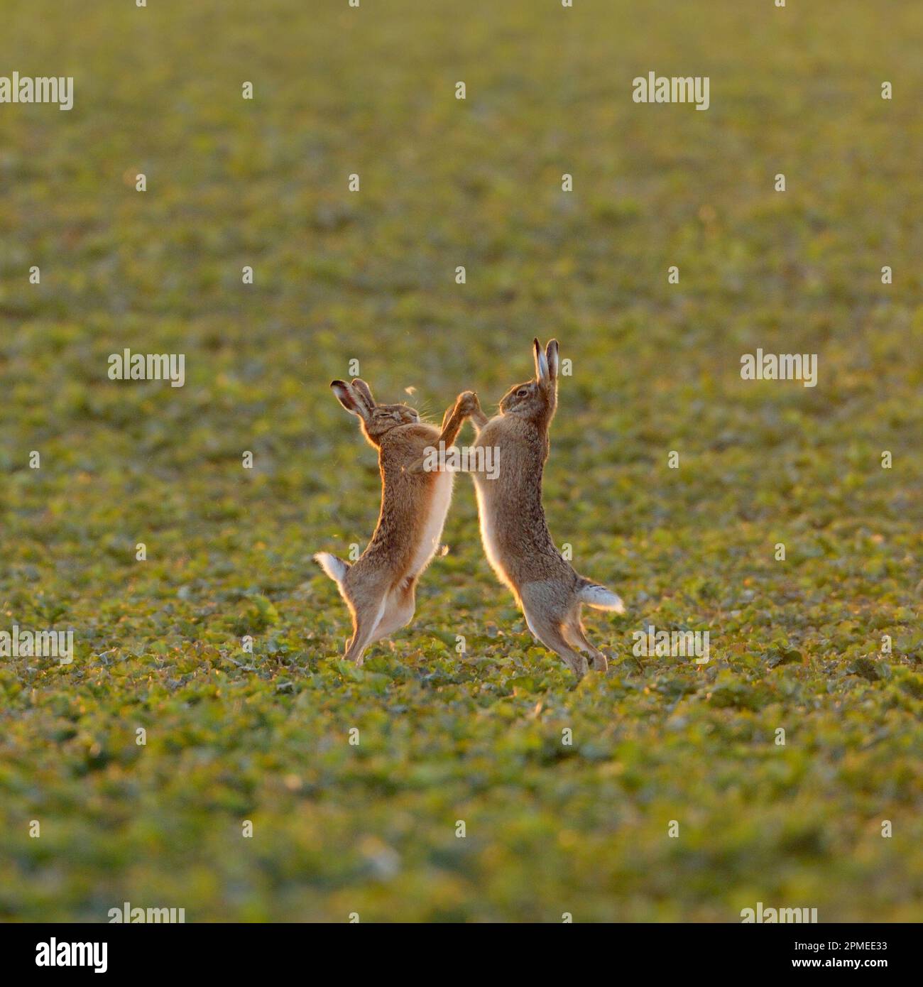 Boxing hares hi-res stock photography and images - Alamy