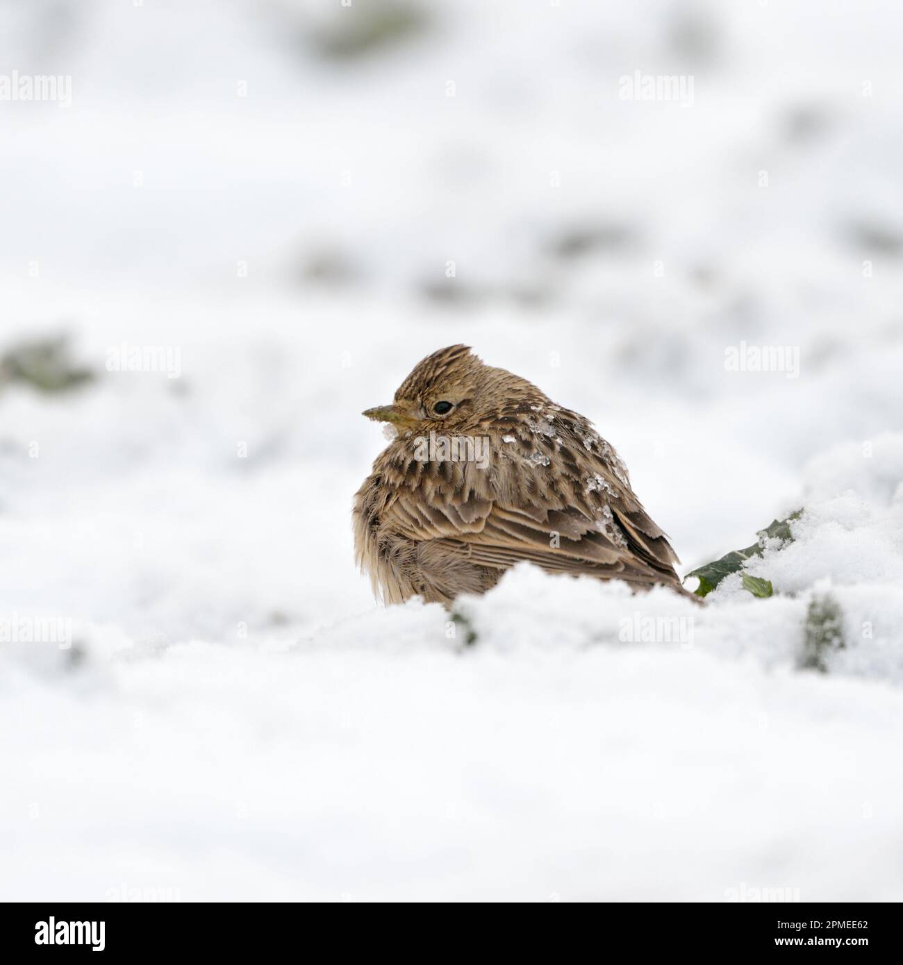 Skylark / Feldlerche ( Alauda arvensis ) sitting in snow, fluffed ...