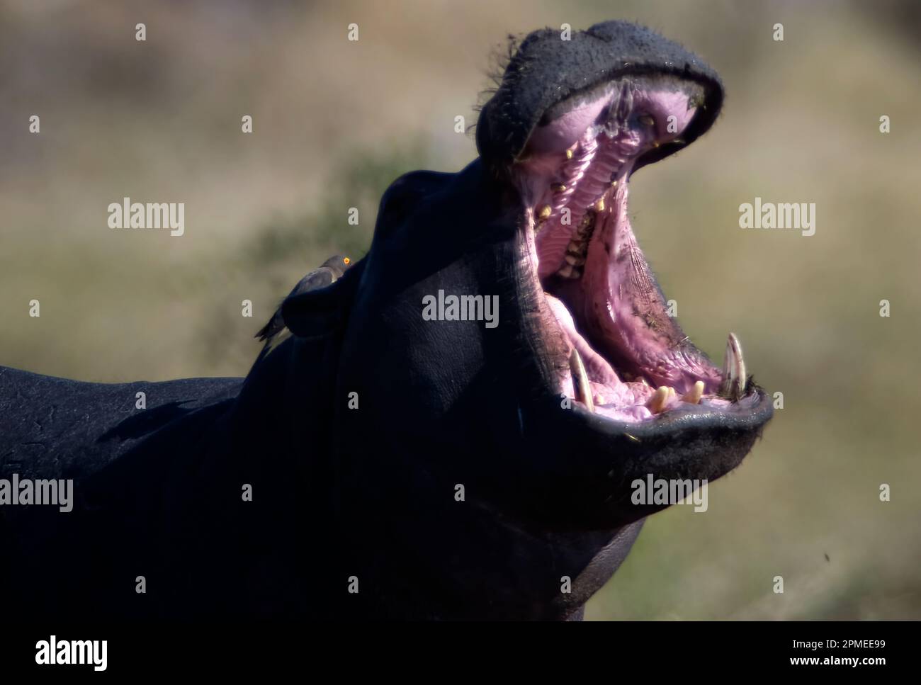 Hippo opening his big mouth at Khwai river, Moremi Game Reserve ...
