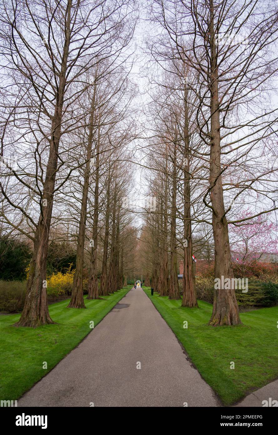 Tall trees and green meadows at the public flower garden Keukenhof a ...