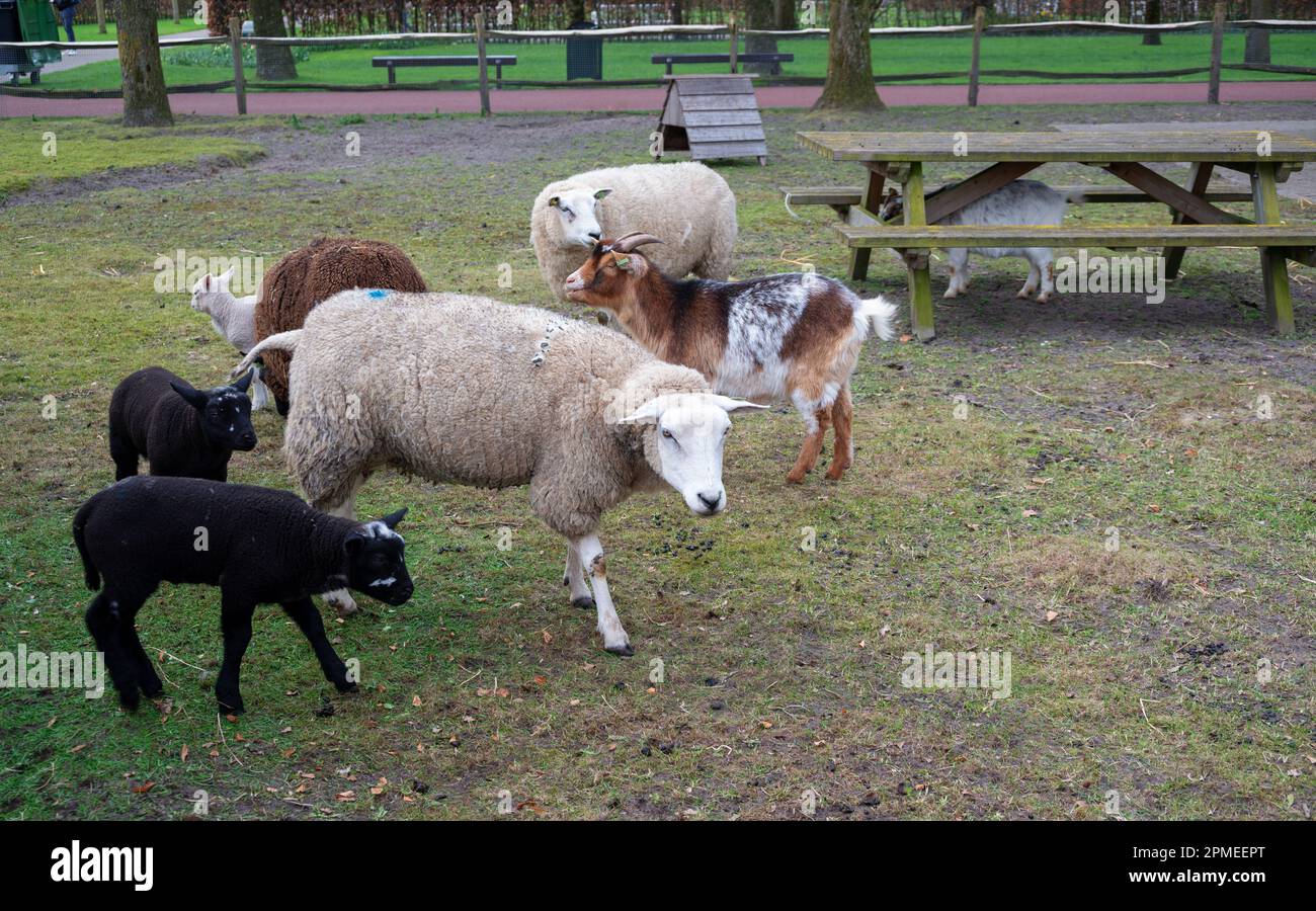 A group of Dutch goat and sheep at the farm inside Keukenhof gardens a ...