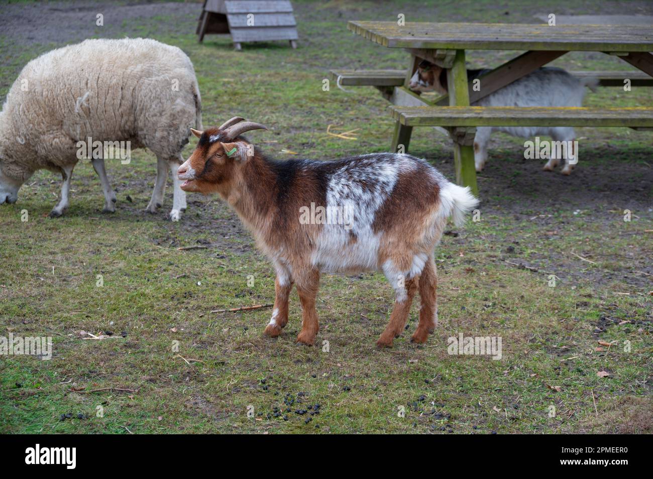 A group of Dutch goat and sheep at the farm inside Keukenhof gardens a ...
