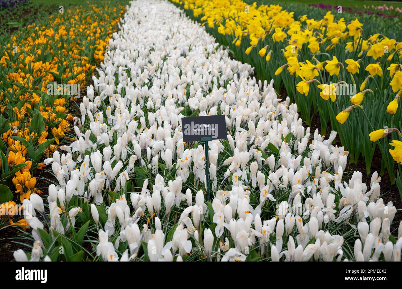 Blooming colorful daffodils and tulips flowerbed in public flower ...
