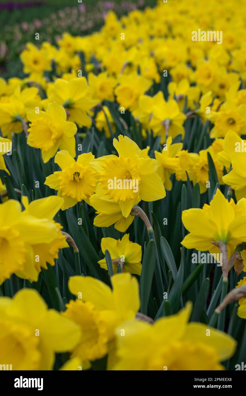 close up of a blooming colorful daffodils flowerbed in public flower ...