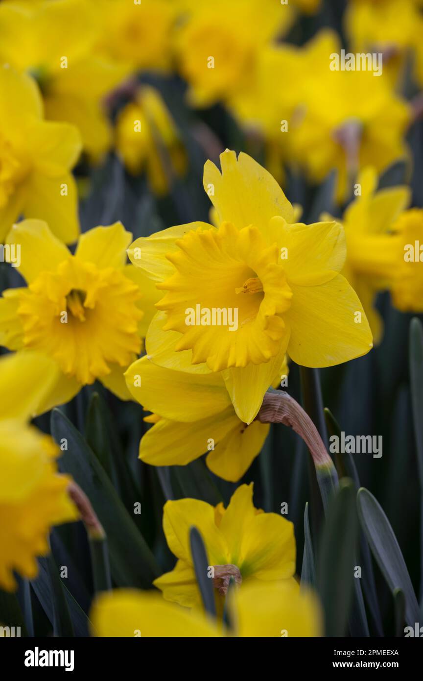 close up of a blooming colorful daffodils flowerbed in public flower ...
