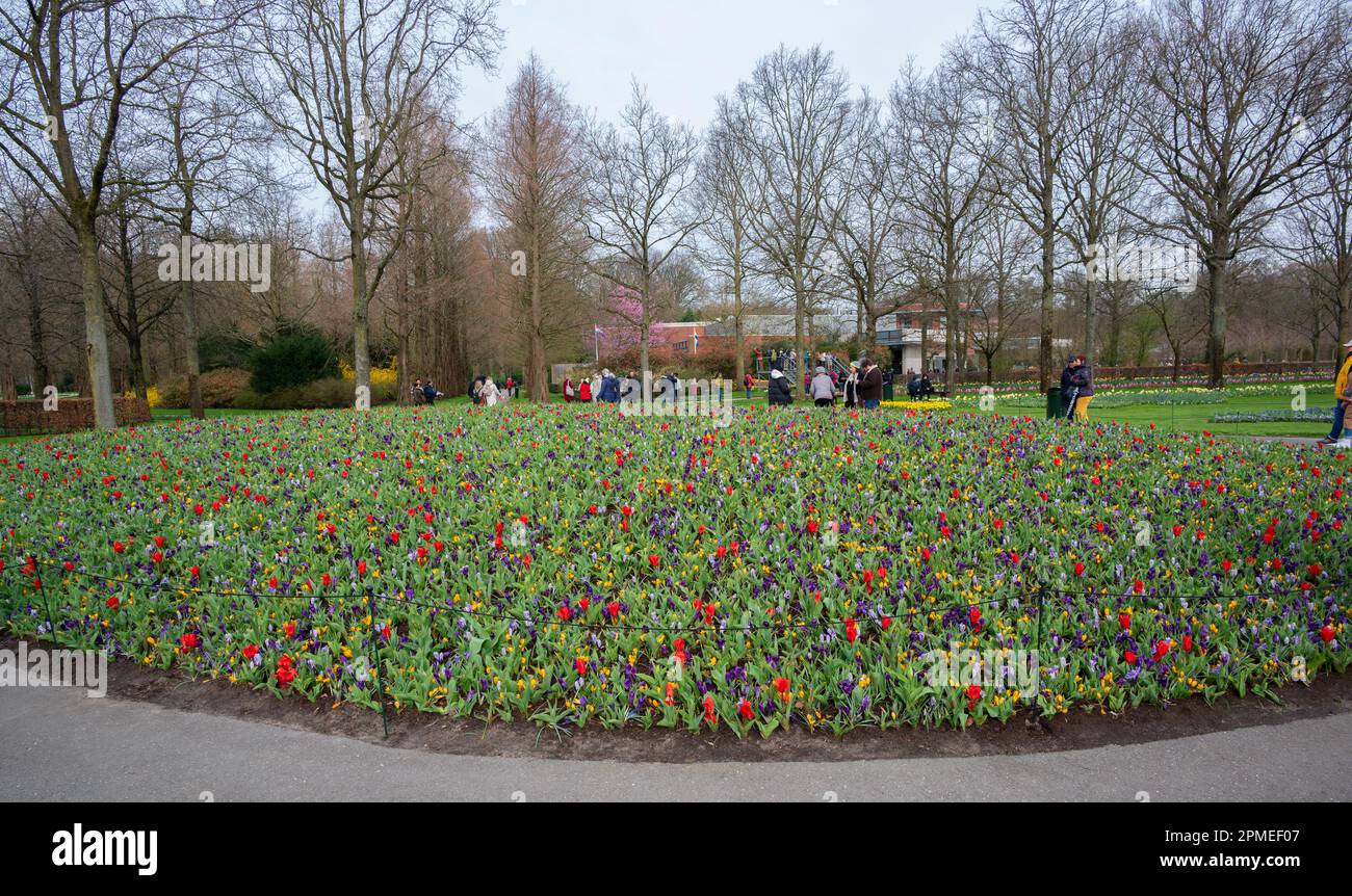 Beautiful arrangement of multicolored tulips in public flower garden ...