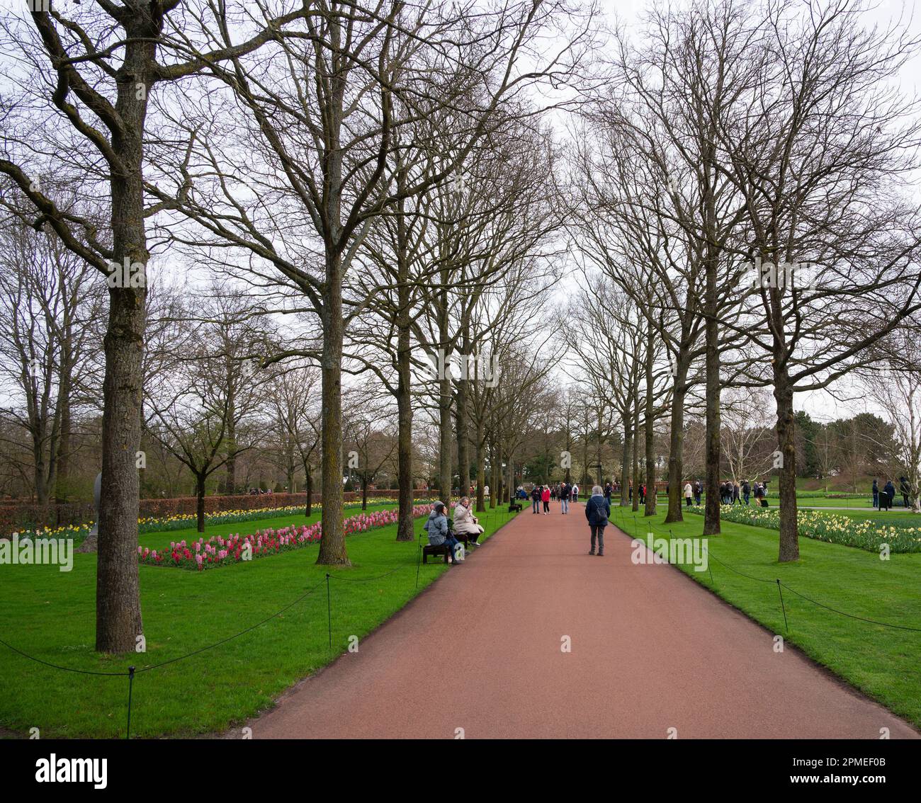 Beautiful arrangement of multicolored tulips in public flower garden ...