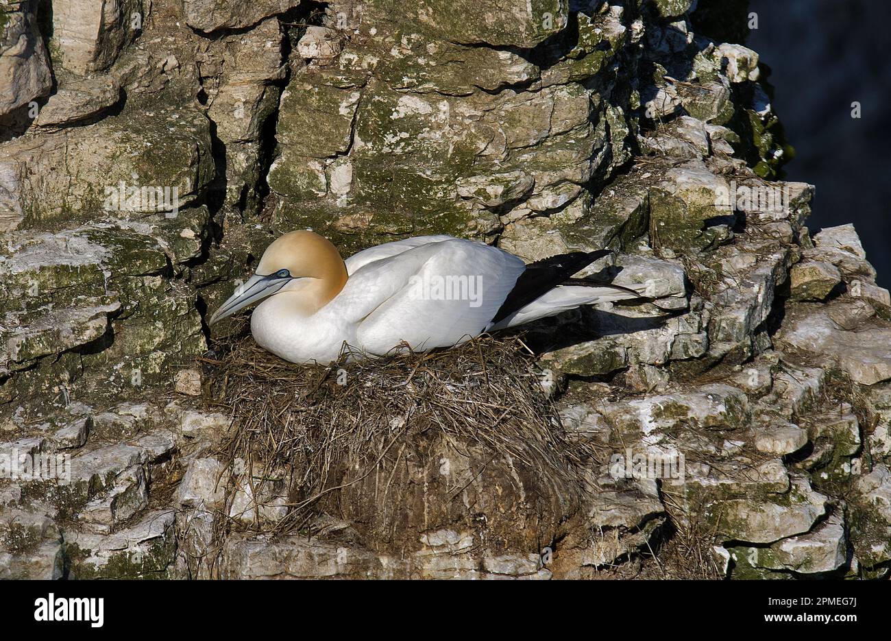 Northern gannet sat on nest hi-res stock photography and images - Alamy