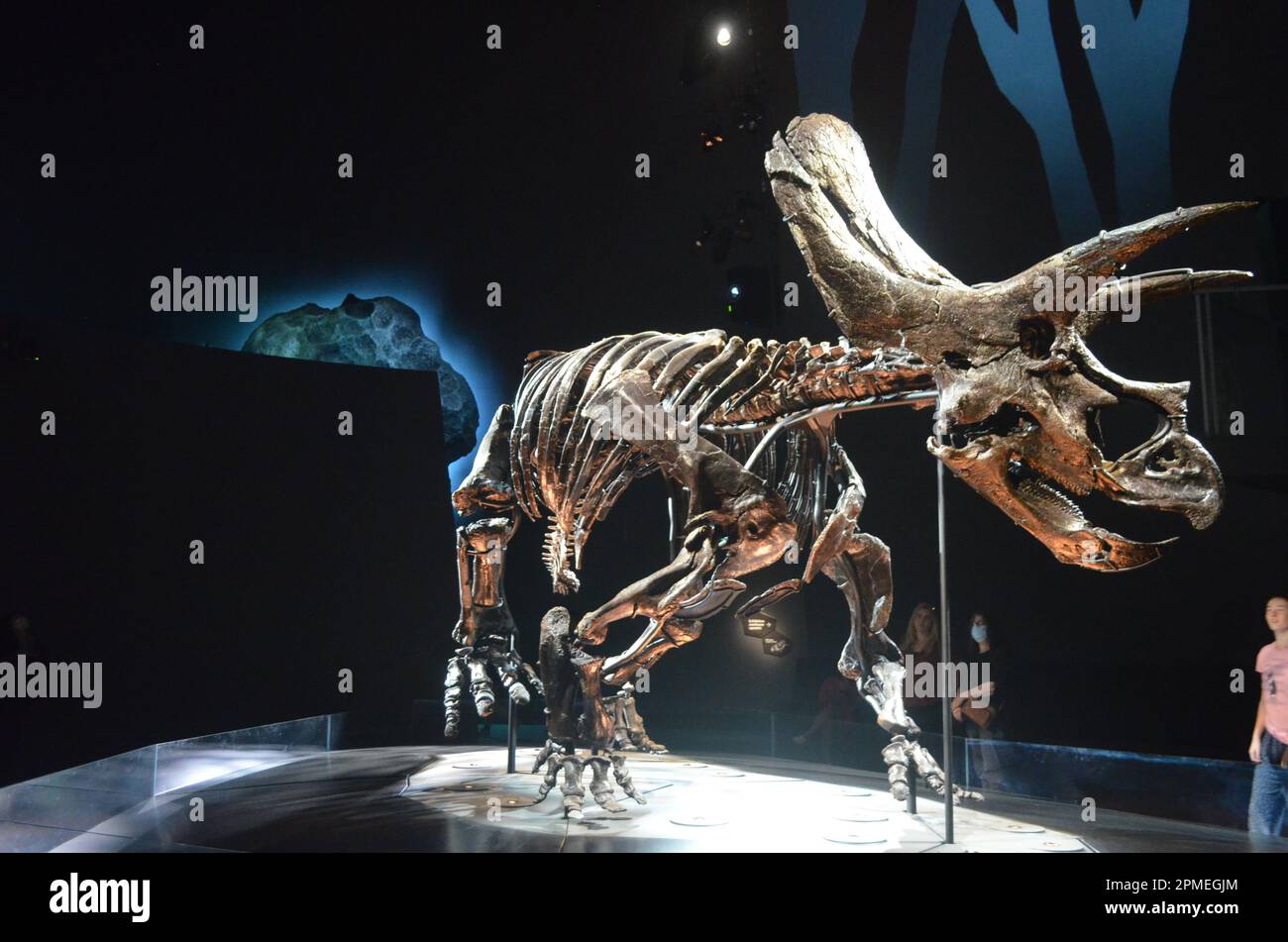 The skeleton of a triceratops at the Melbourne museum in Victoria ...