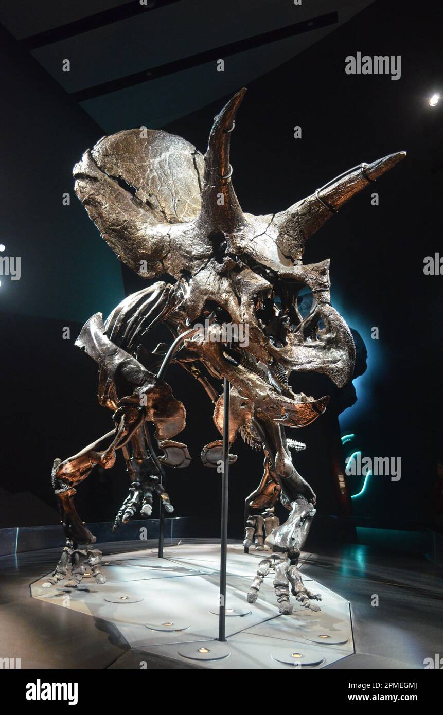 The skeleton of a triceratops at the Melbourne museum in Victoria ...