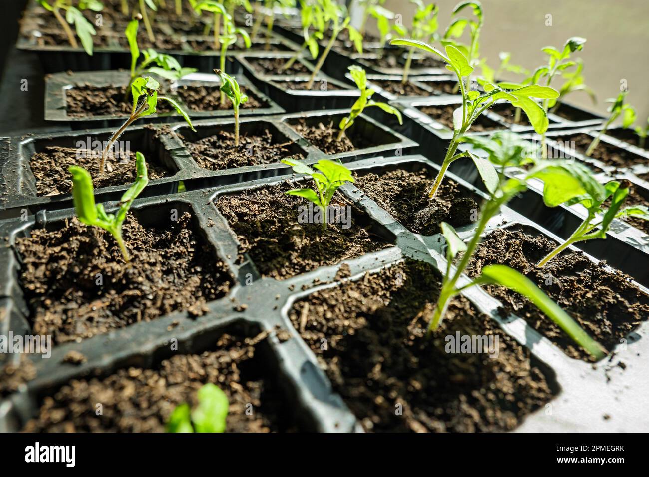 Tomato plant seedlings growing at home nursery in england uk Stock ...