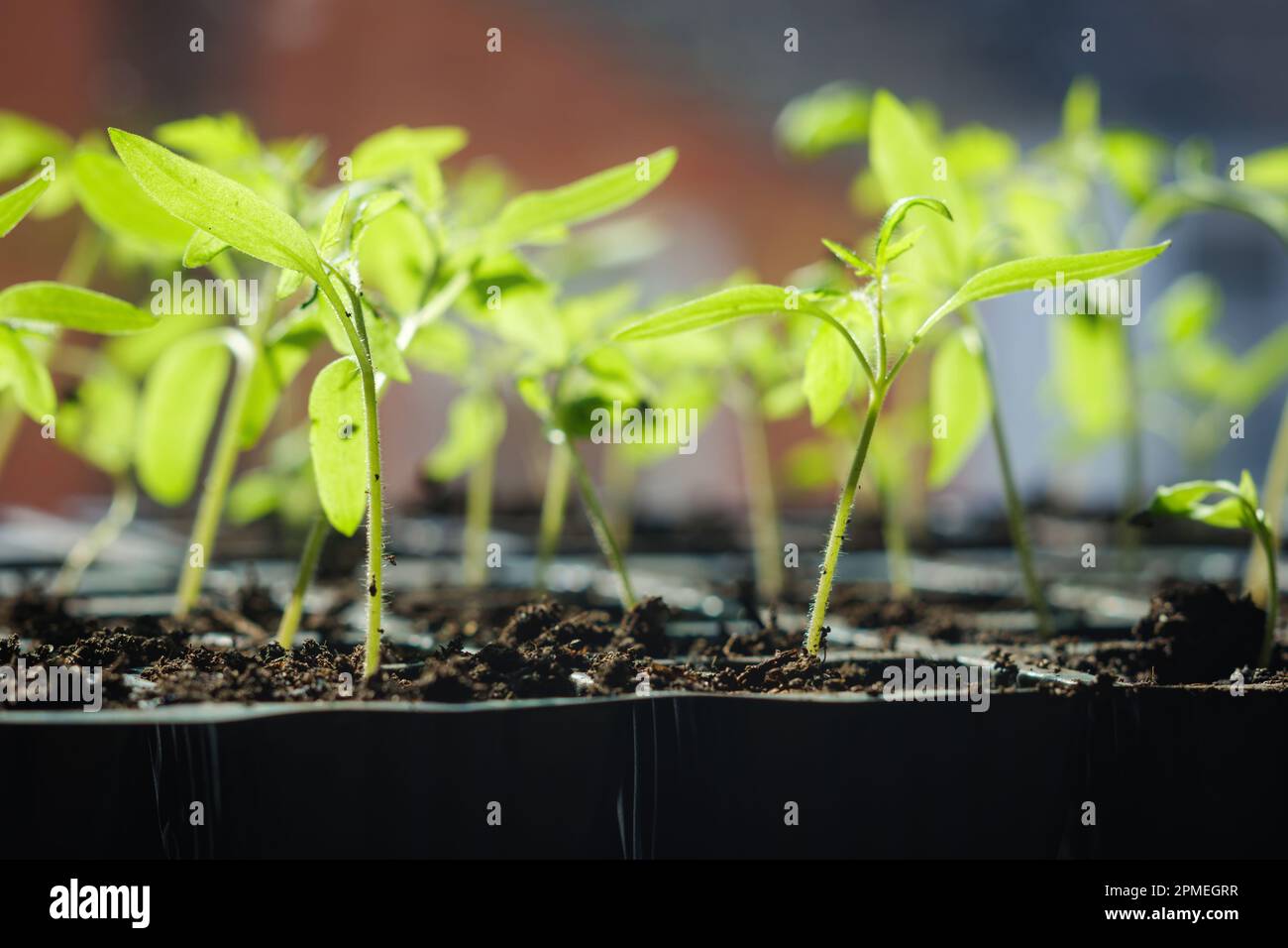 Tomato plant seedlings growing at home nursery in england uk Stock ...