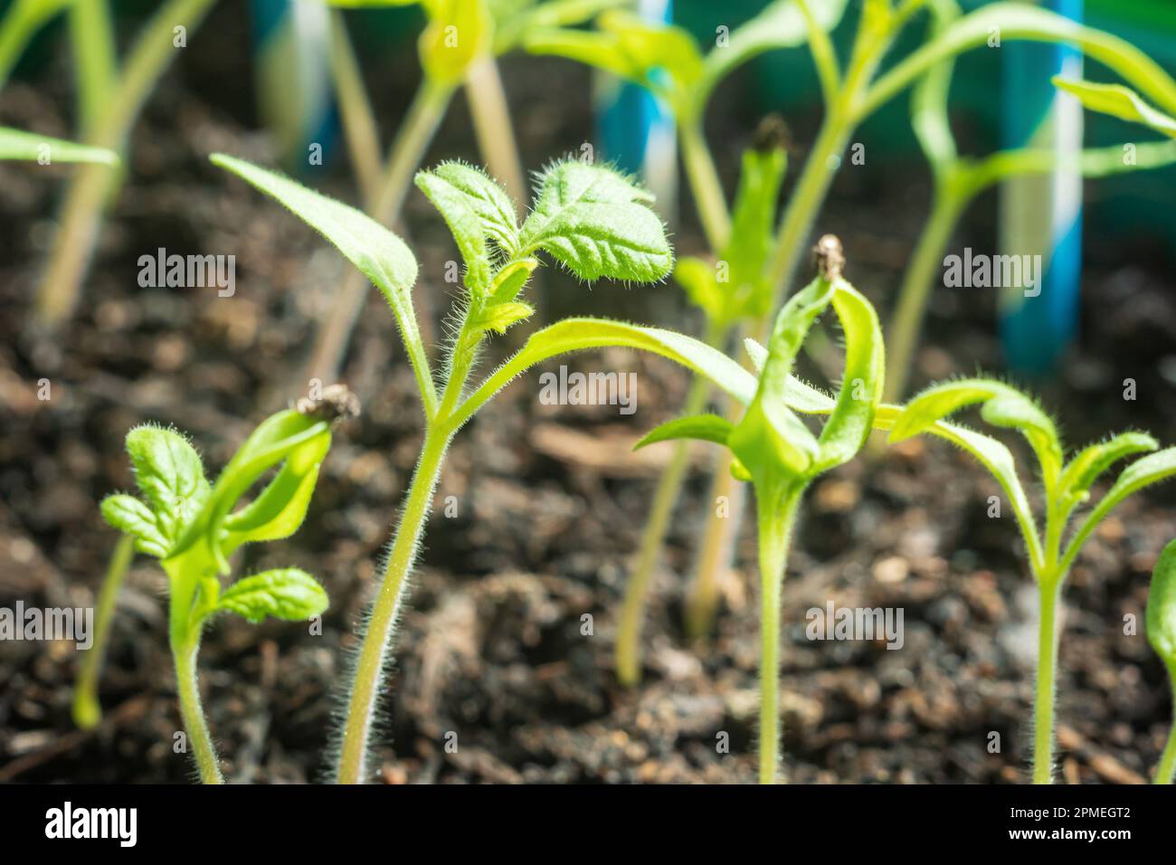 Tomato plant seedlings growing at home nursery in england uk Stock ...