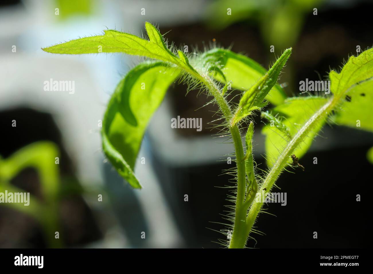 Tomato plant seedlings growing at home nursery in england uk Stock ...