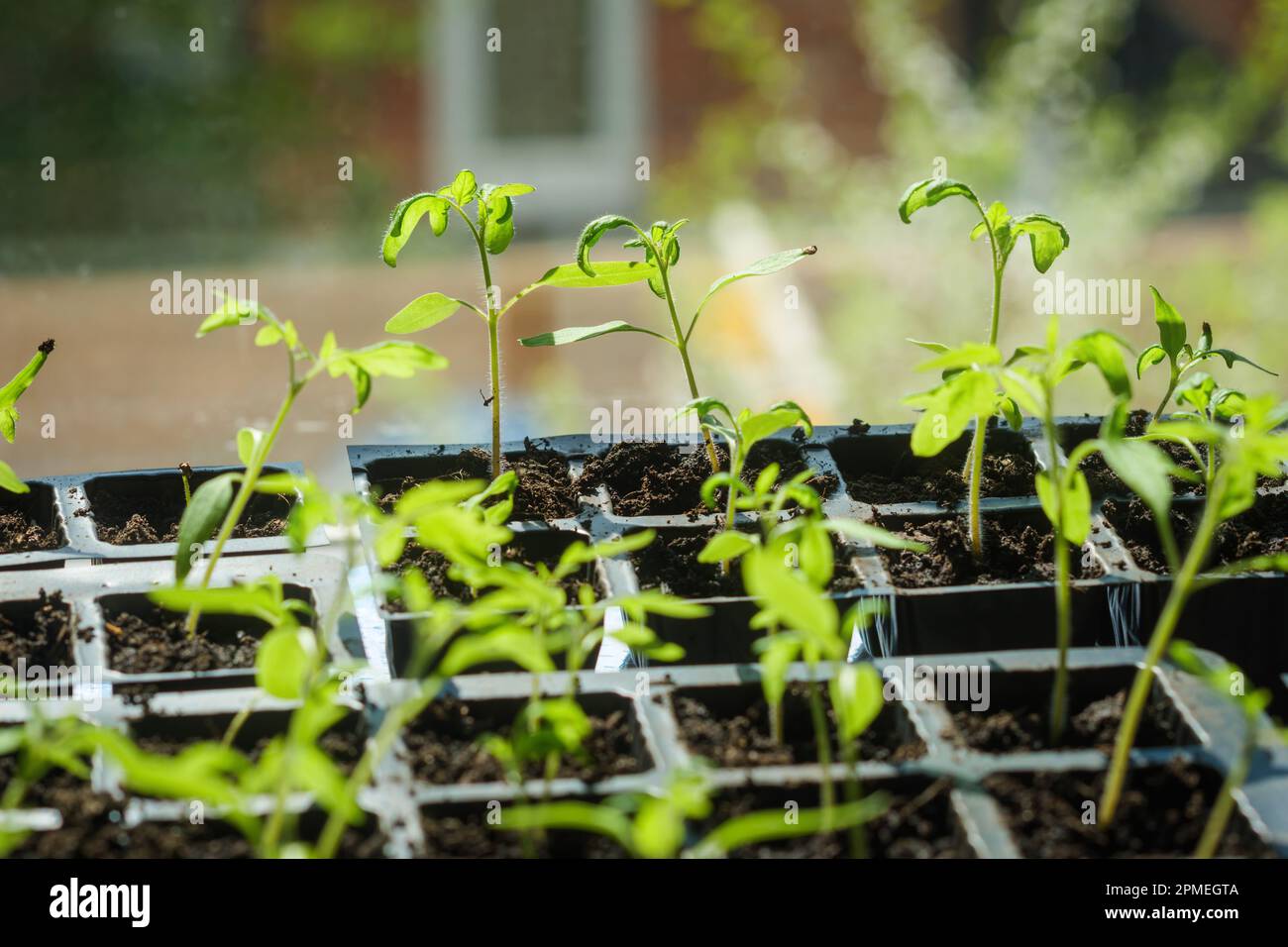 Tomato plant seedlings growing at home nursery in england uk Stock ...