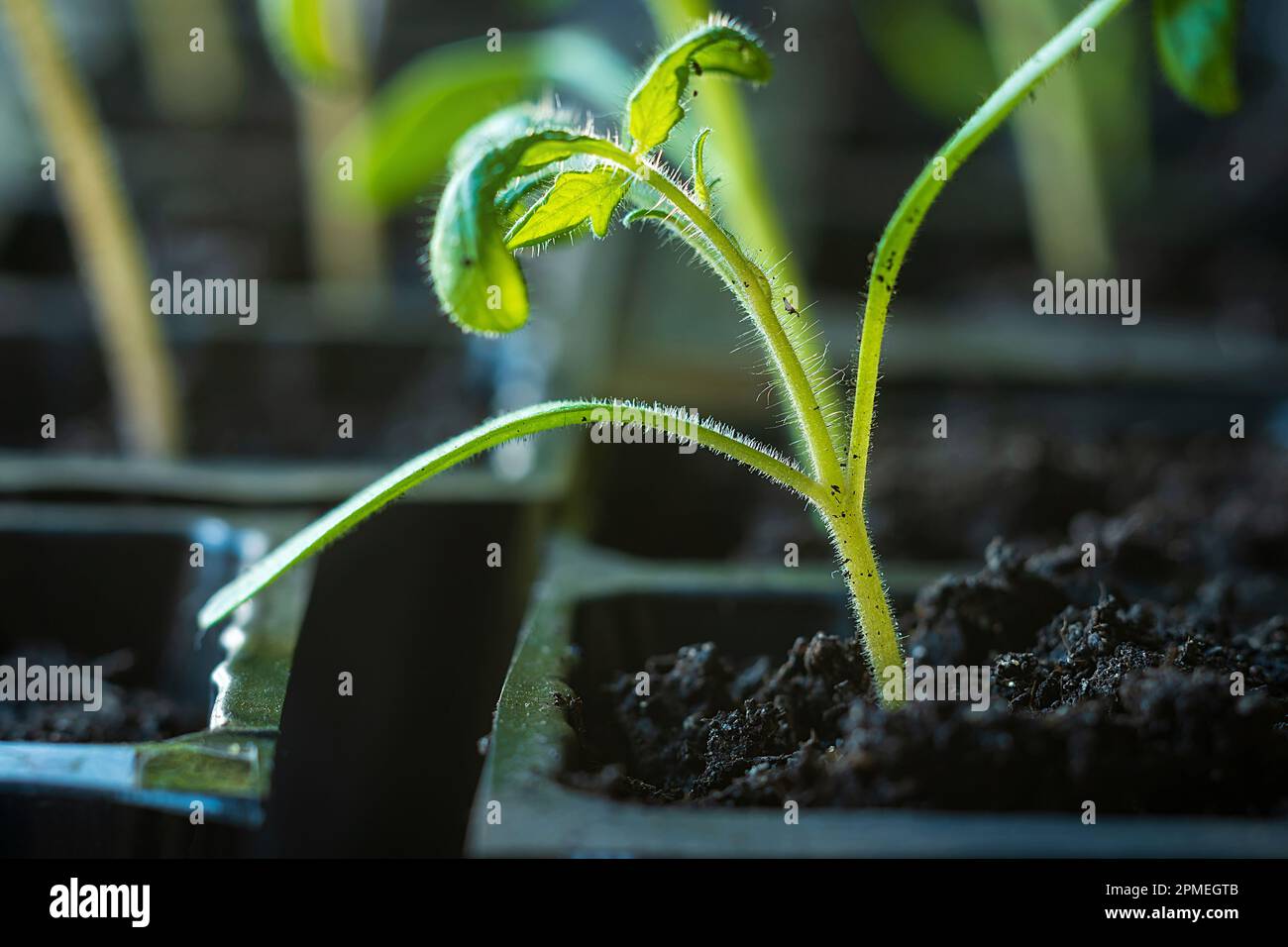 Tomato plant seedlings growing at home nursery in england uk Stock ...