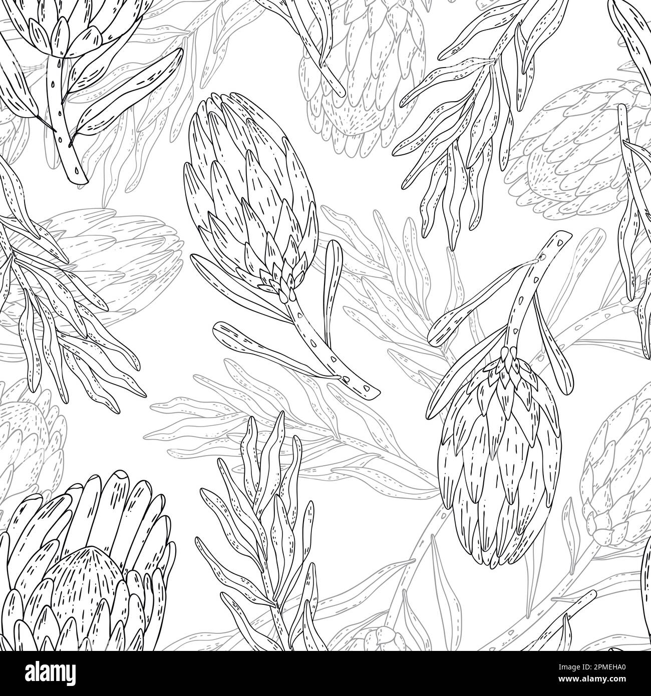 Hand drawn seamless pattern line art flowers protea Stock Vector Image ...