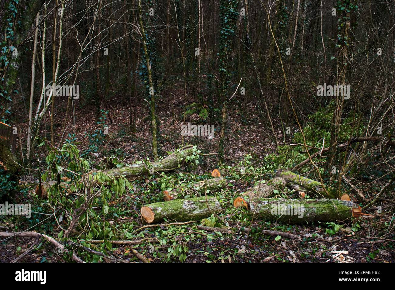 Cut Trees in woodland Stock Photo - Alamy