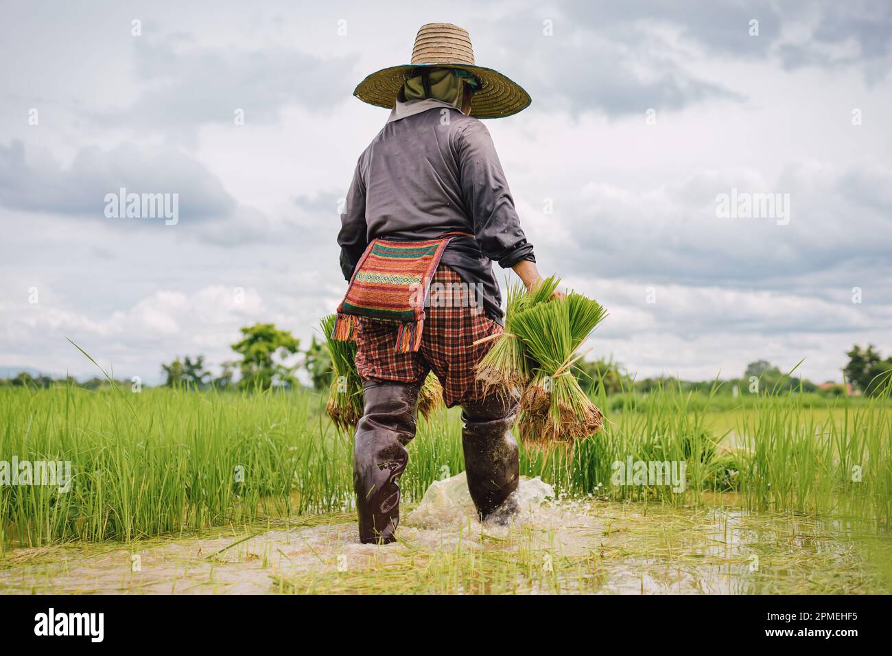 Farmer planting rice in paddy field in the rainy season Stock Photo - Alamy