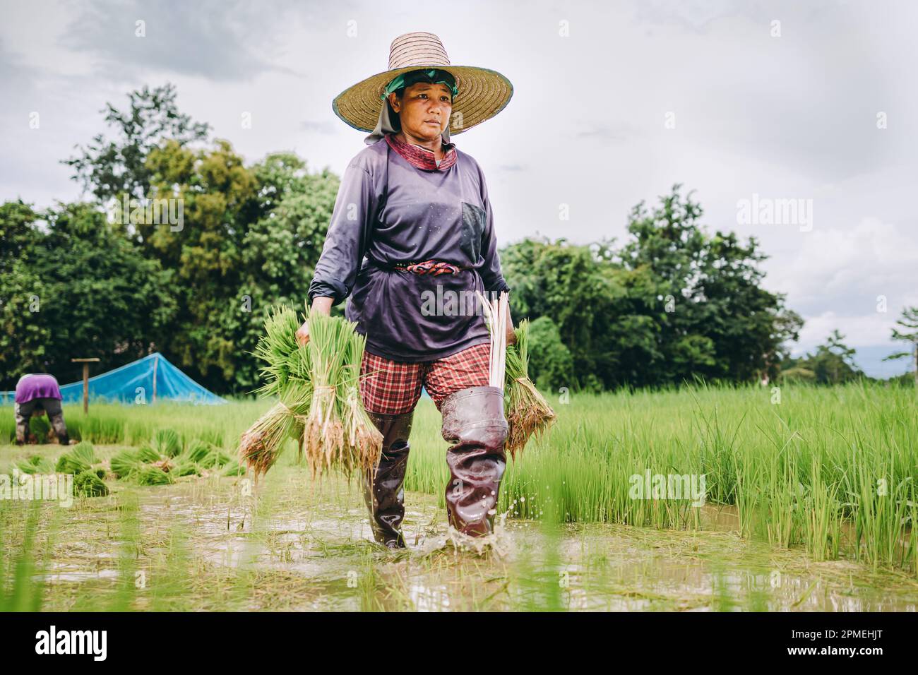 Farmer planting rice in paddy field in the rainy season Stock Photo - Alamy