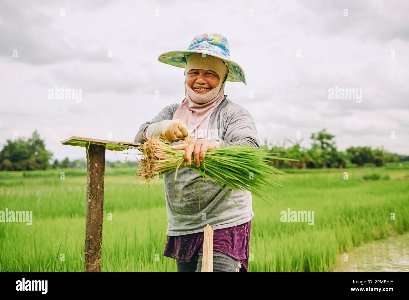 Farmer planting rice in paddy field in the rainy season Stock Photo - Alamy
