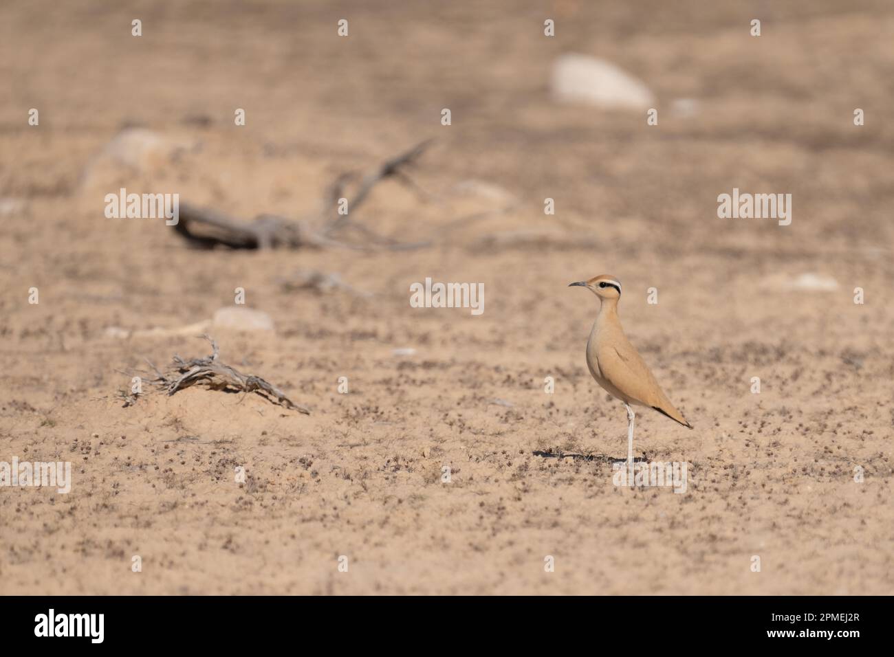 The cream-colored courser (Cursorius cursor) is a wader in the ...