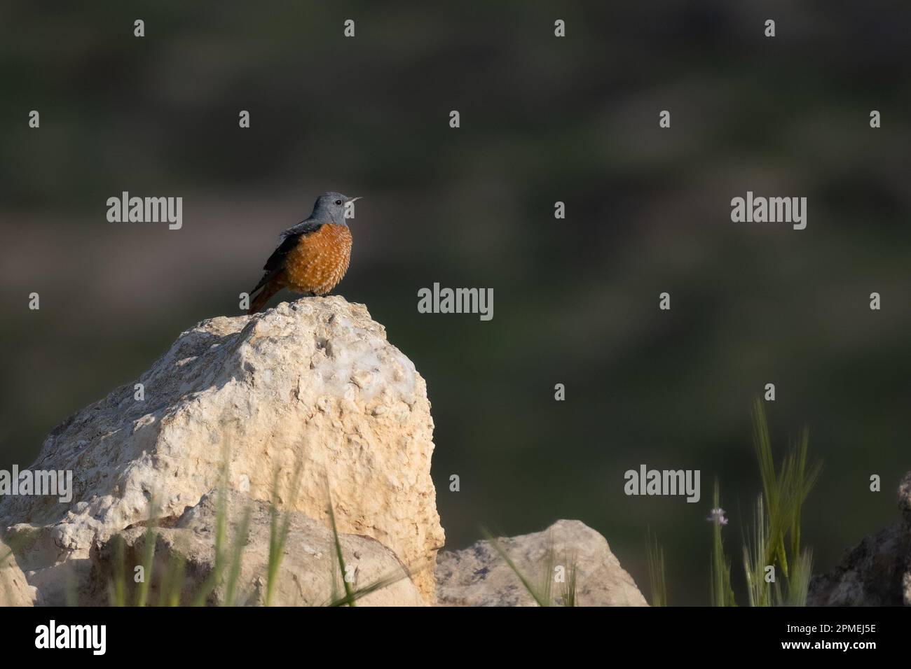 The common rock thrush (Monticola saxatilis), also known as rufous ...
