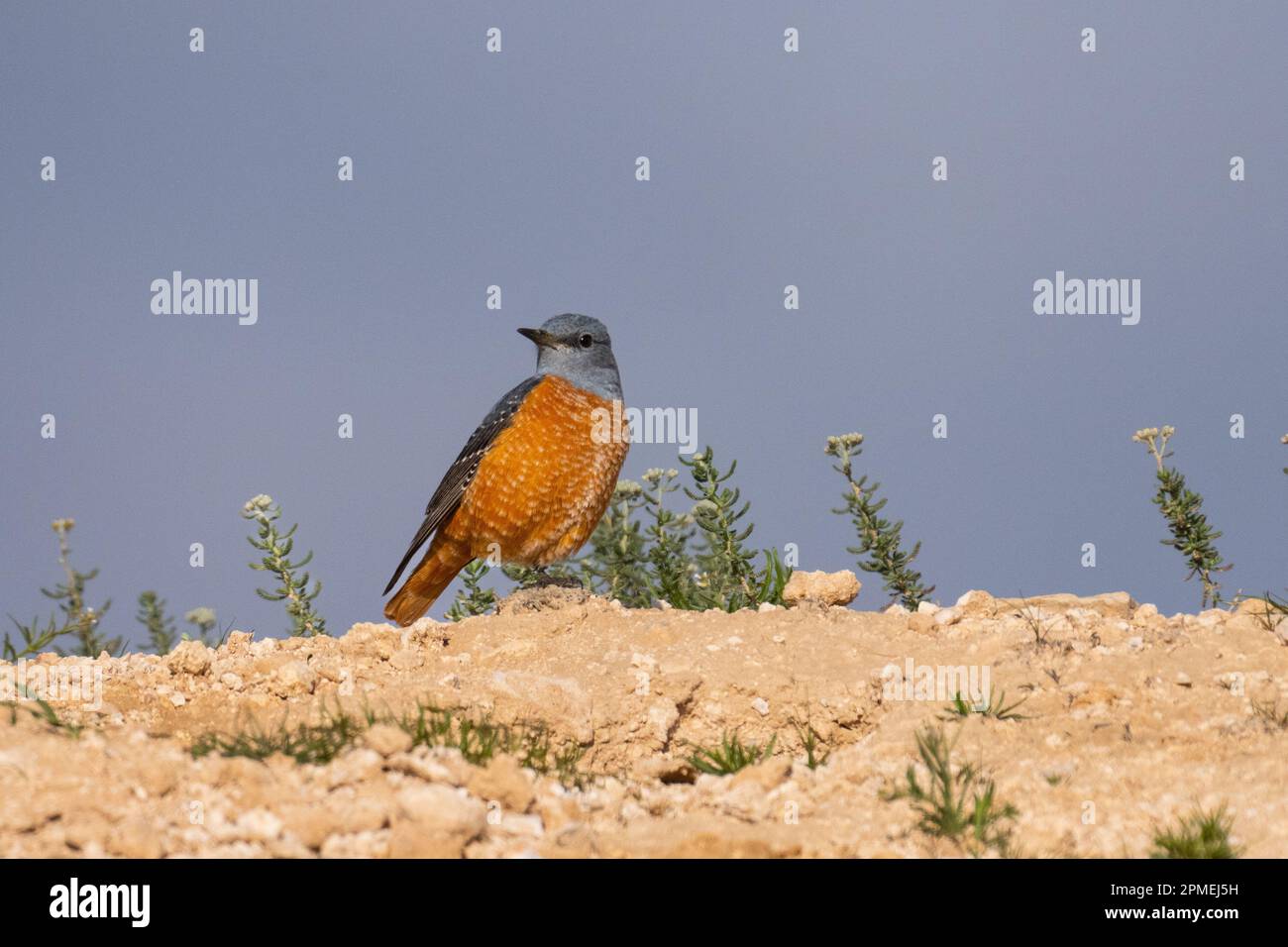 The common rock thrush (Monticola saxatilis), also known as rufous ...