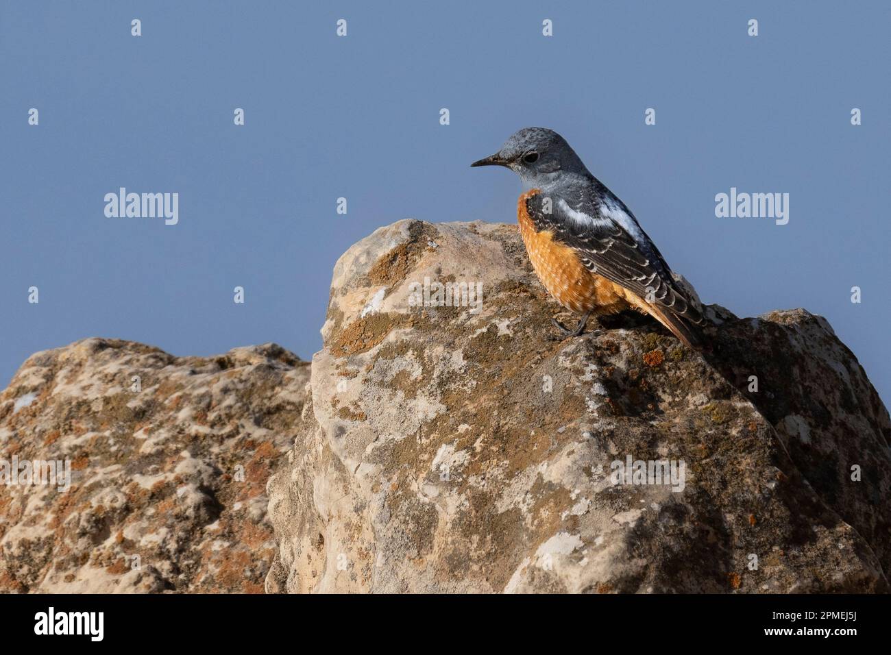 The common rock thrush (Monticola saxatilis), also known as rufous ...