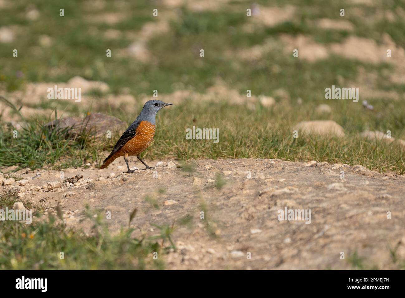 The common rock thrush (Monticola saxatilis), also known as rufous ...