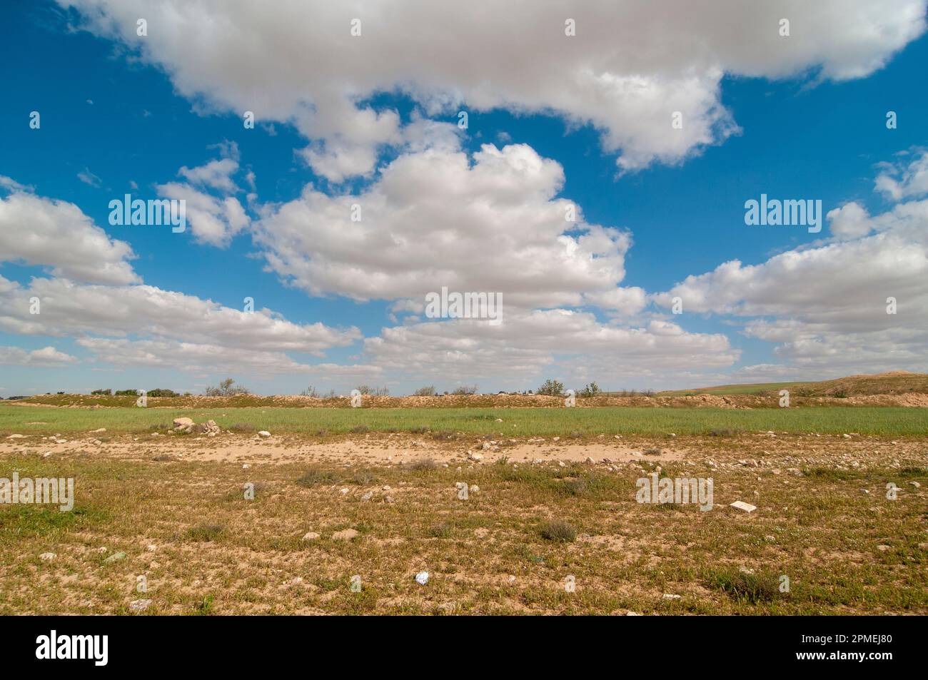 Wheat field in the northern Negev Desert, Israel. Photographed in March ...