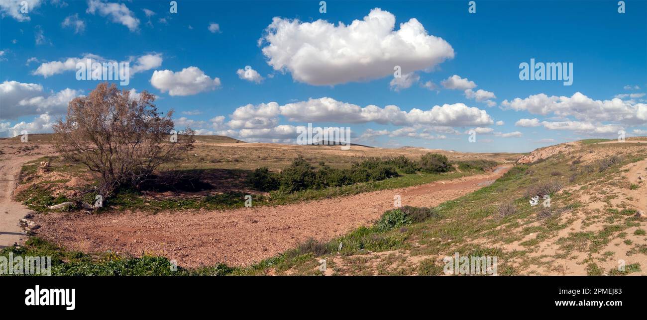 Wheat field in the northern Negev Desert, Israel. Photographed in March ...