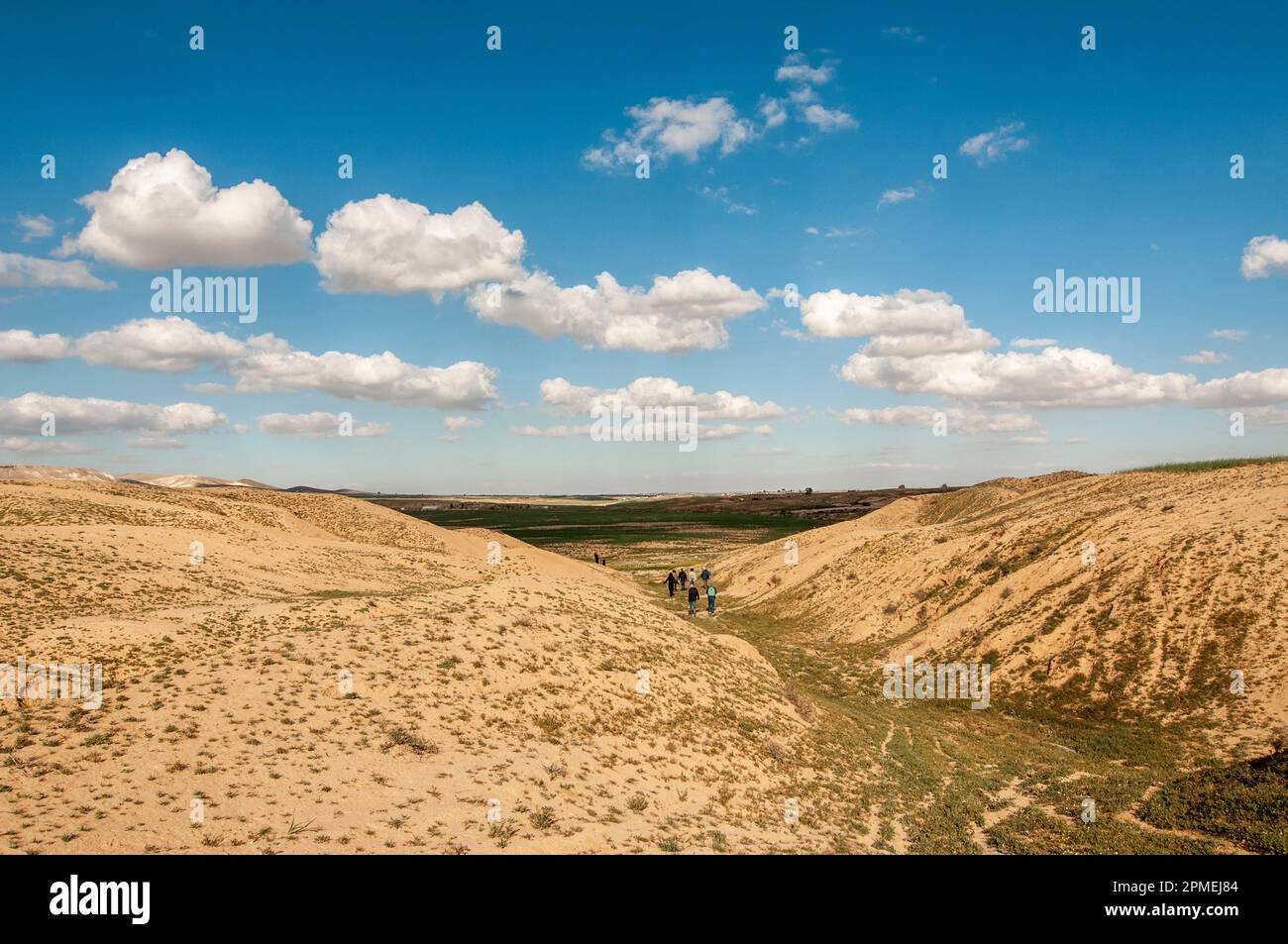 Wheat field in the northern Negev Desert, Israel. Photographed in March ...