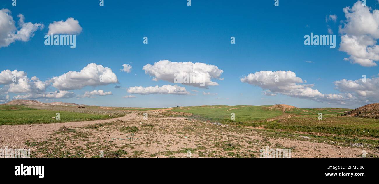 Wheat field in the northern Negev Desert, Israel. Photographed in March ...