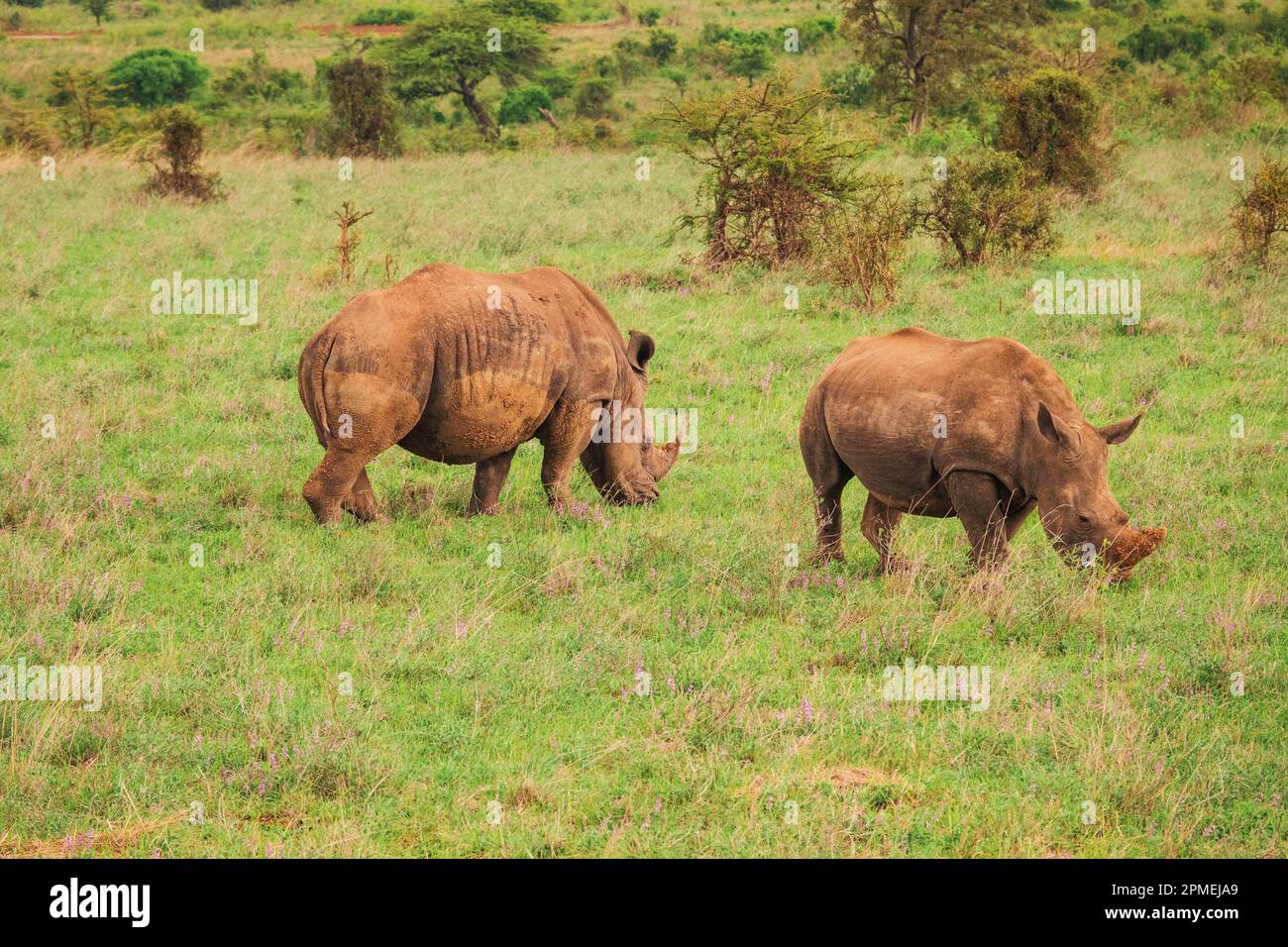 A rhino and a calf against the background of Nairobi City Skyline at ...
