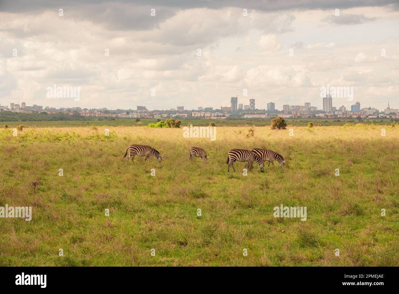 Zebras grazing in the wild against the skyline of Nairobi City at ...