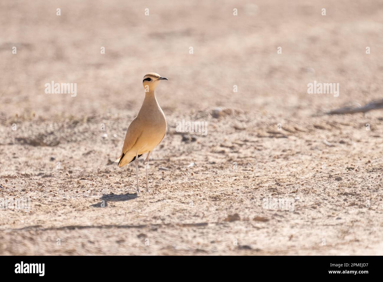 The cream-colored courser (Cursorius cursor) is a wader in the ...