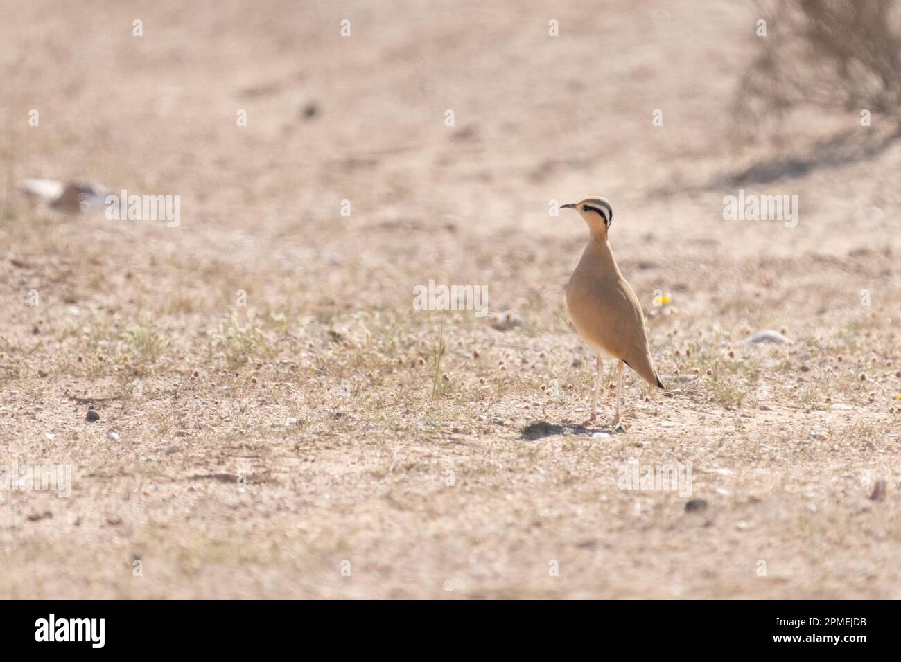 The cream-colored courser (Cursorius cursor) is a wader in the ...