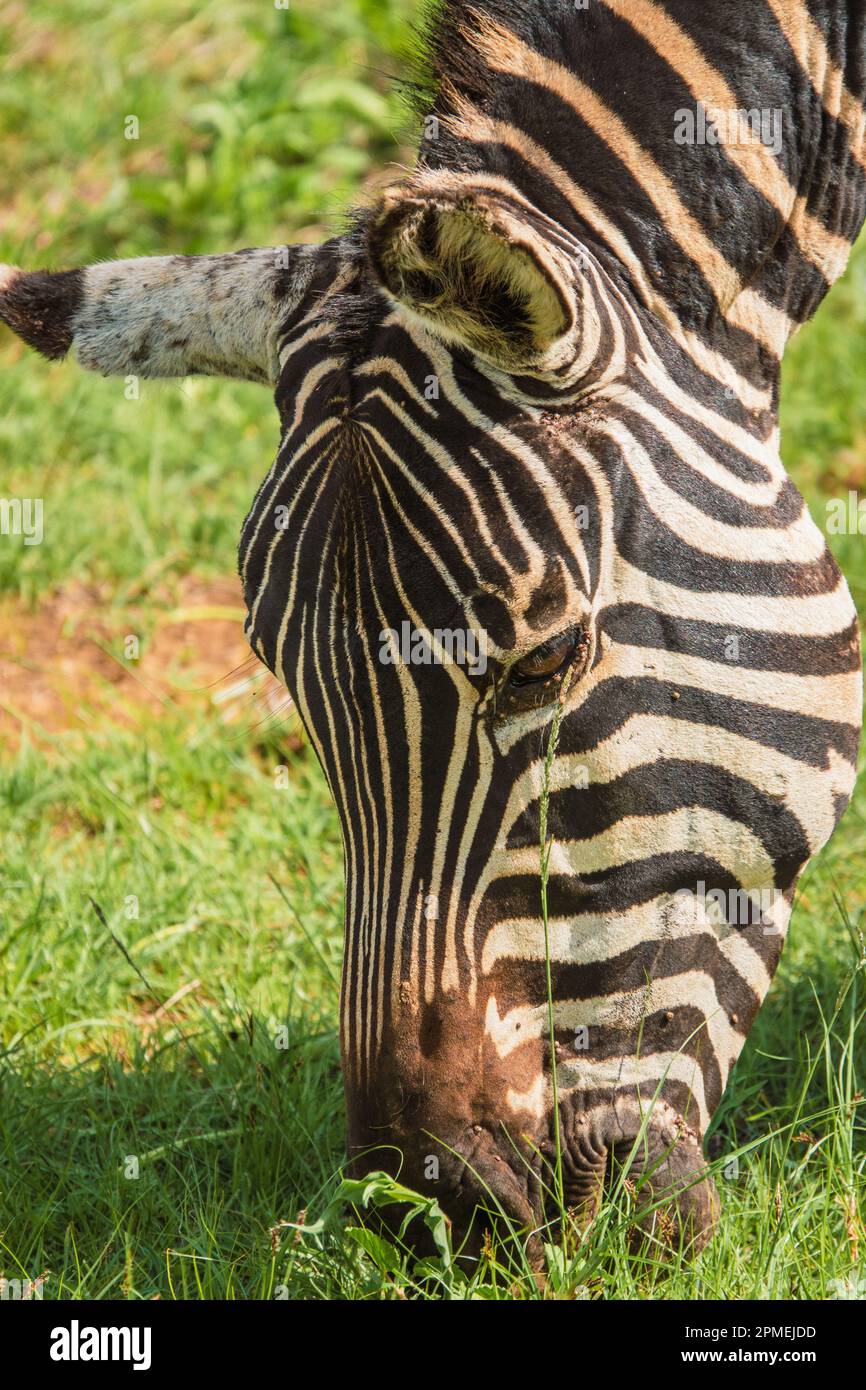 Zebras grazing in the wild against the skyline of Nairobi City at ...