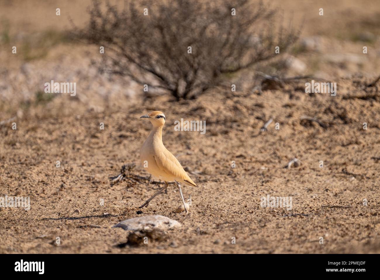 The cream-colored courser (Cursorius cursor) is a wader in the ...