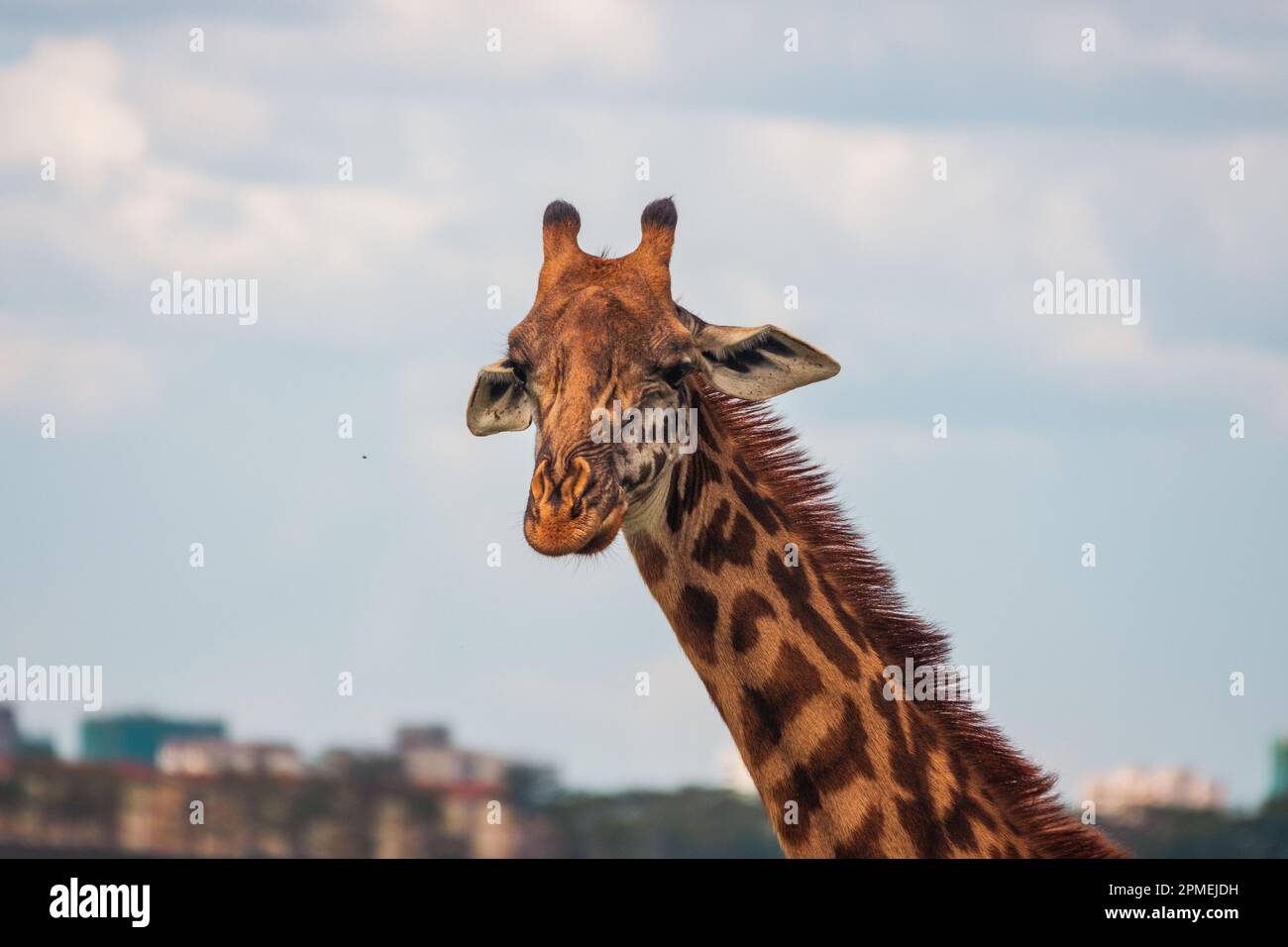 A giraffe in the wild at Nairobi National Park, Kenya Stock Photo - Alamy