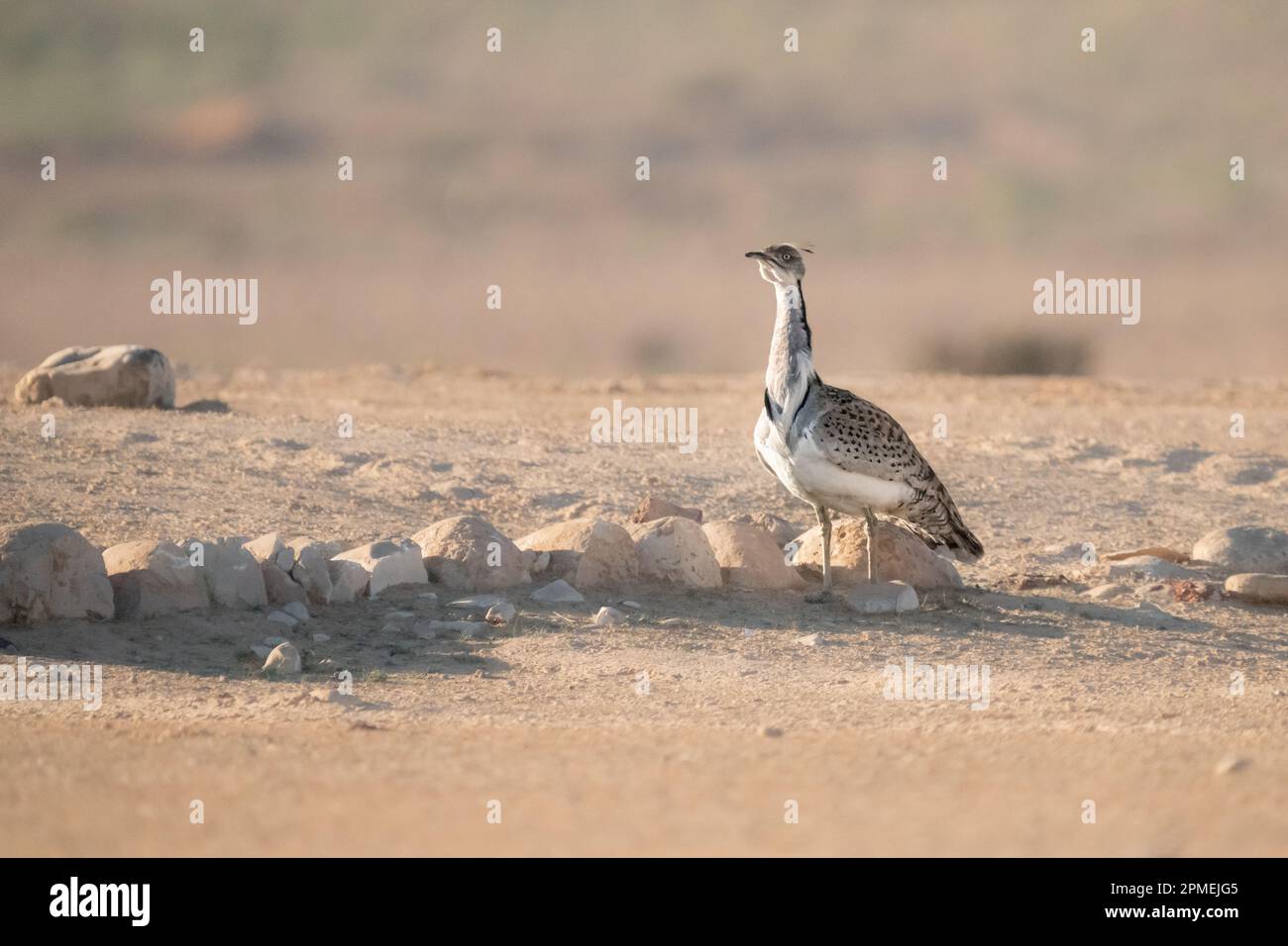 courtship display of a male MacQueen's bustard (Chlamydotis macqueenii ...