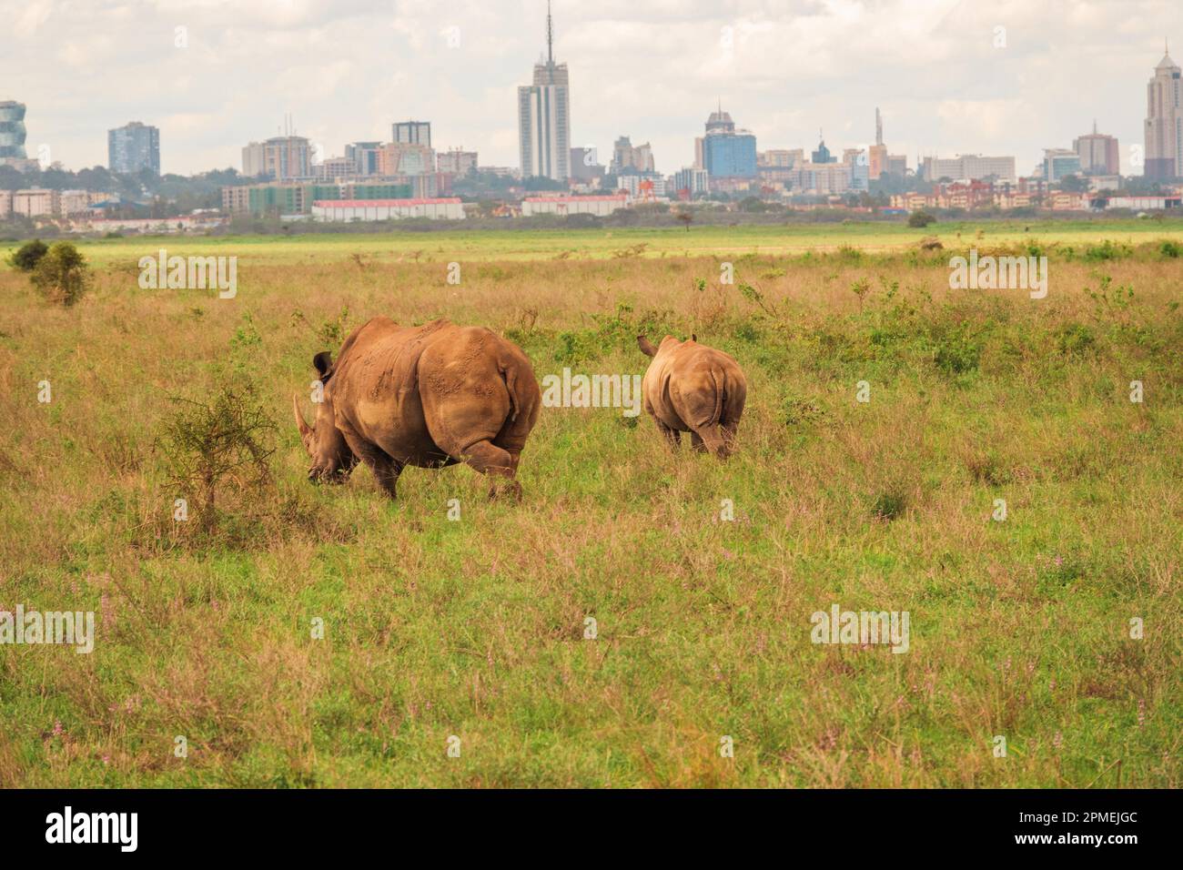 A rhino and a calf against the background of Nairobi City Skyline at ...