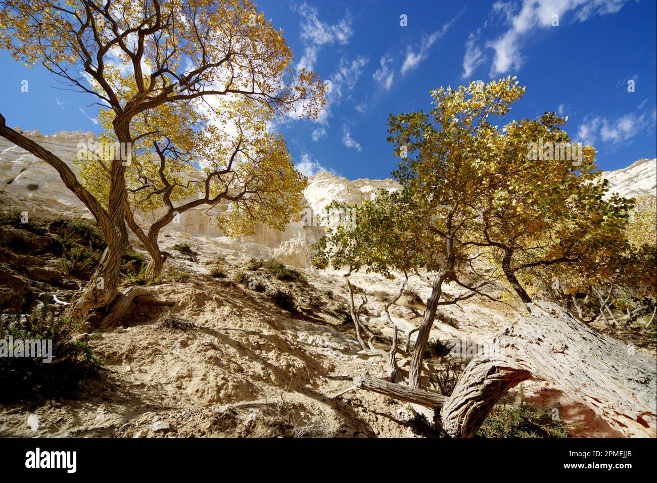Populus diversifolia hi-res stock photography and images - Alamy