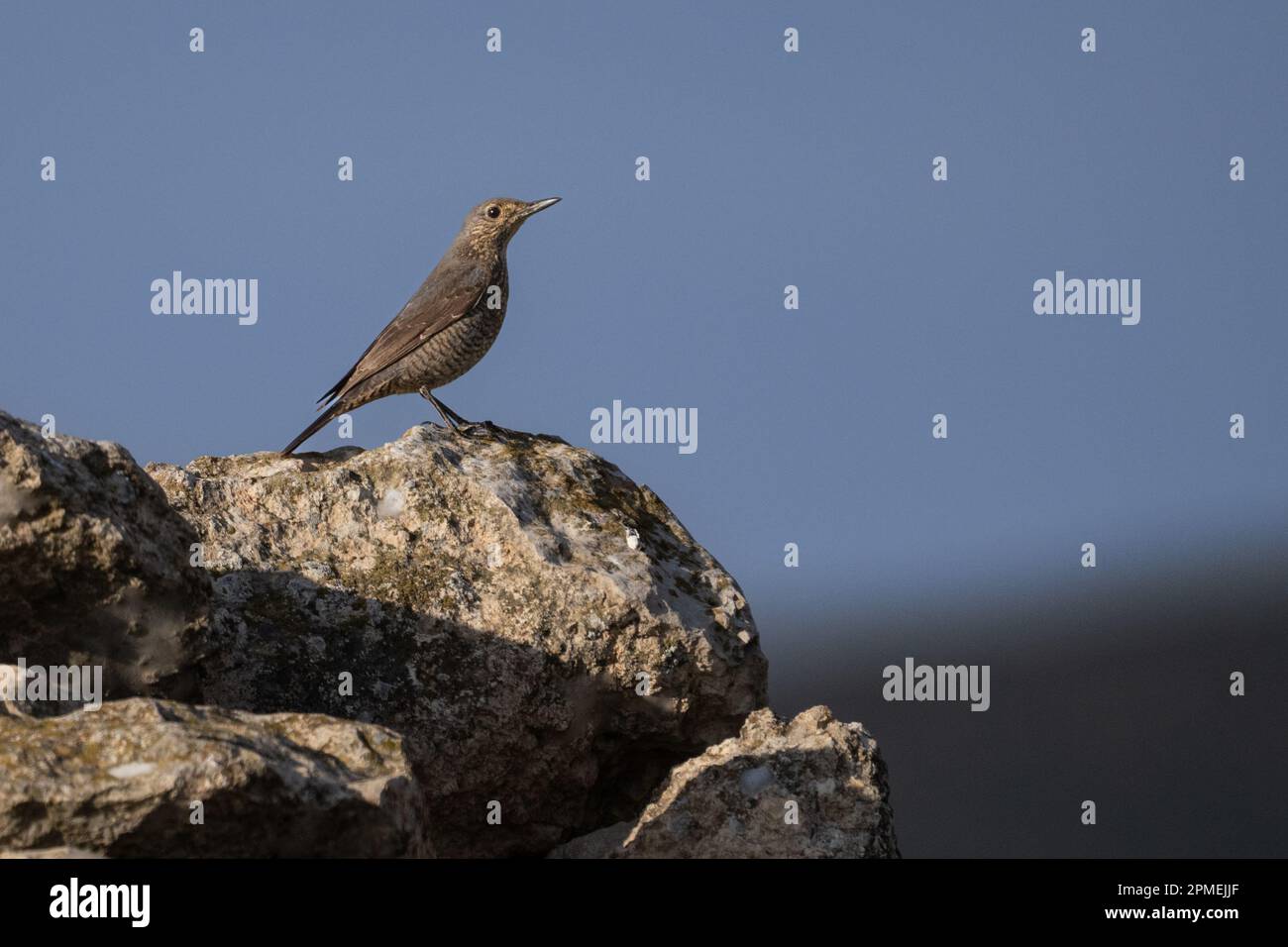The common rock thrush (Monticola saxatilis), also known as rufous ...